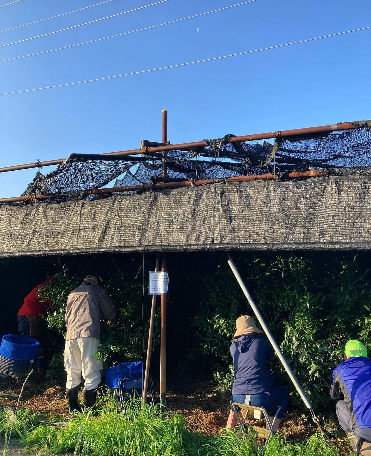 Furukawa Premium Uji Matcha - Asahi & Samidori Blend Matcha Powder 30g ...